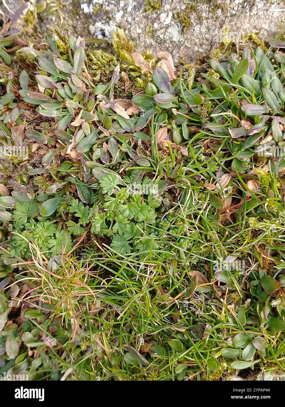 Slender parsley-piert (Alchemilla australis Stock Photo - Alamy