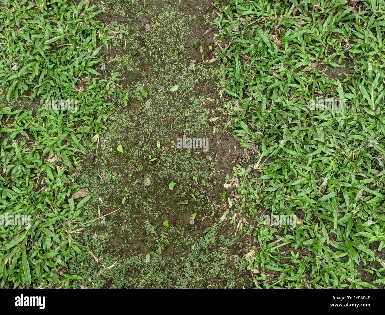 Atta Leaf-cutter Ants (Atta Stock Photo - Alamy