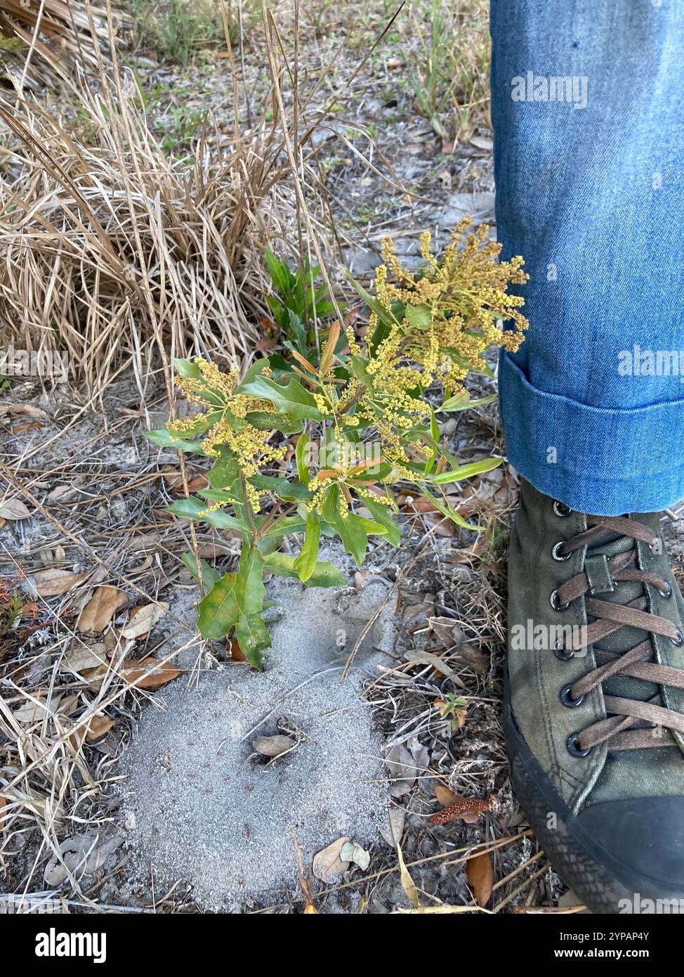 dwarf live oak (Quercus minima Stock Photo - Alamy