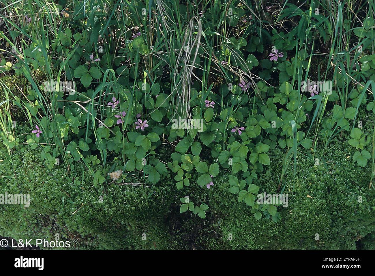 Arctic raspberry (Rubus arcticus Stock Photo - Alamy