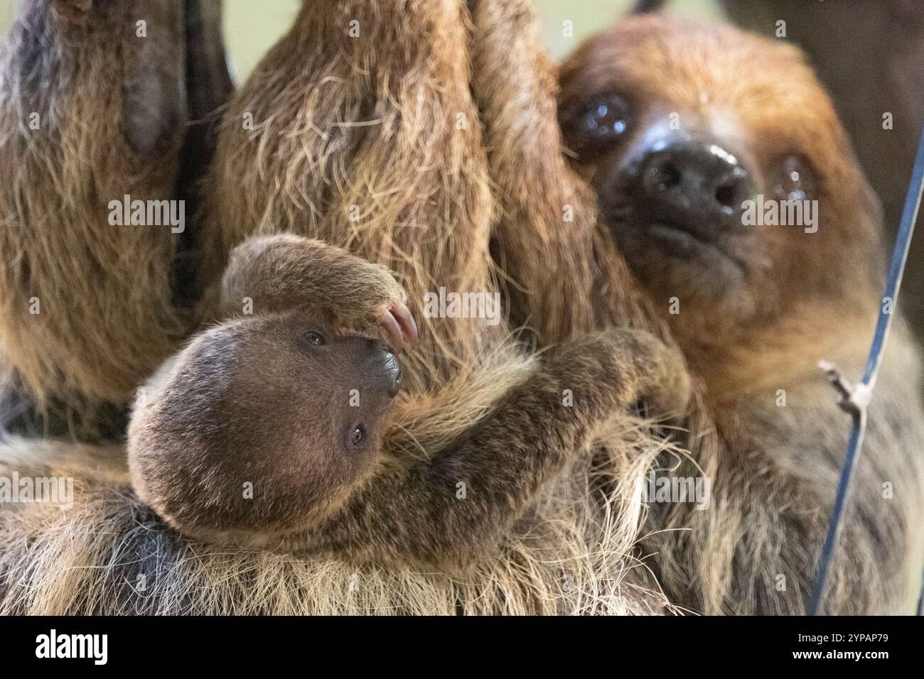 29 November 2024, Saxony, Dresden: The female sloth Marlies with her ...