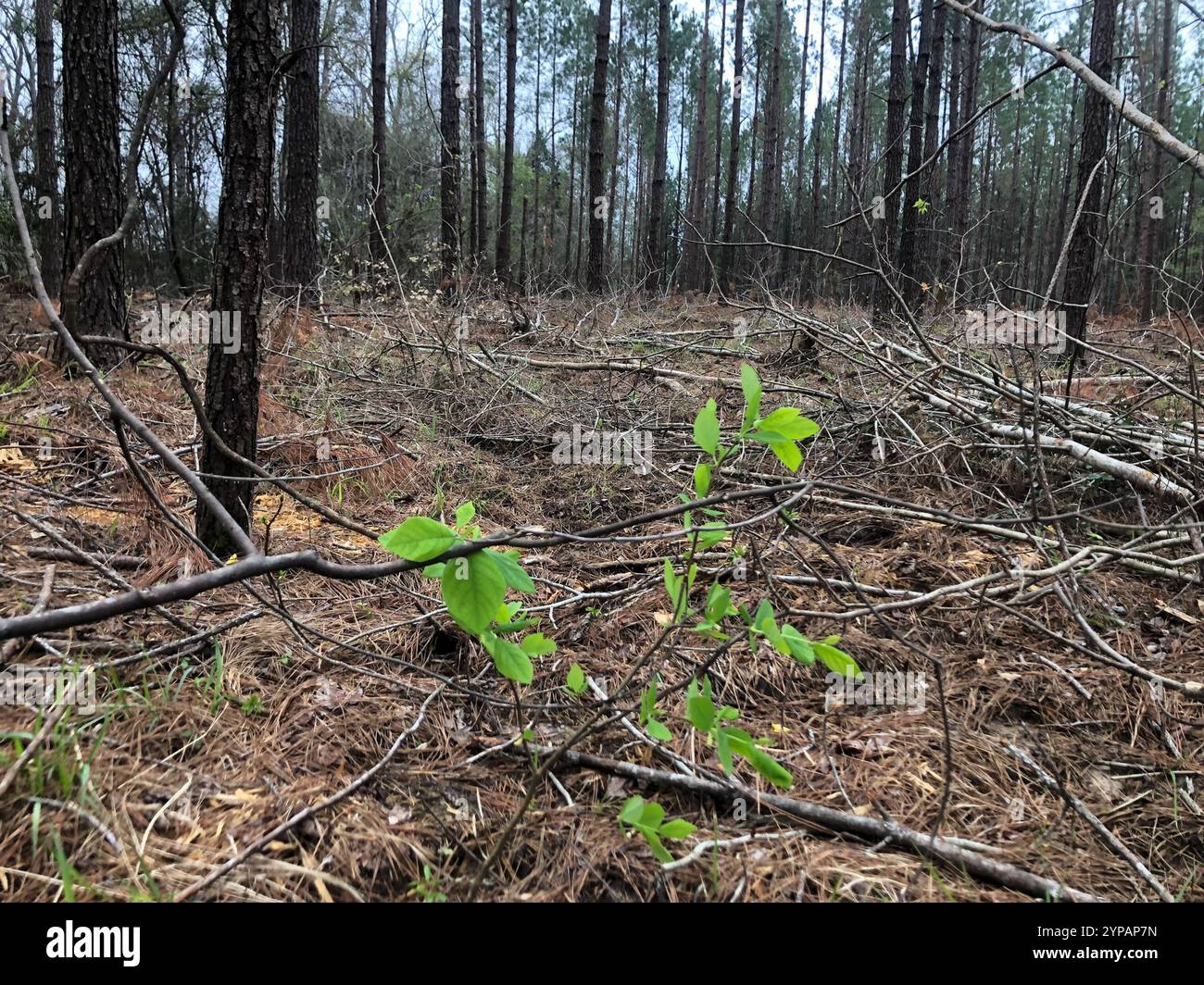 eastern leatherwood (Dirca palustris Stock Photo - Alamy