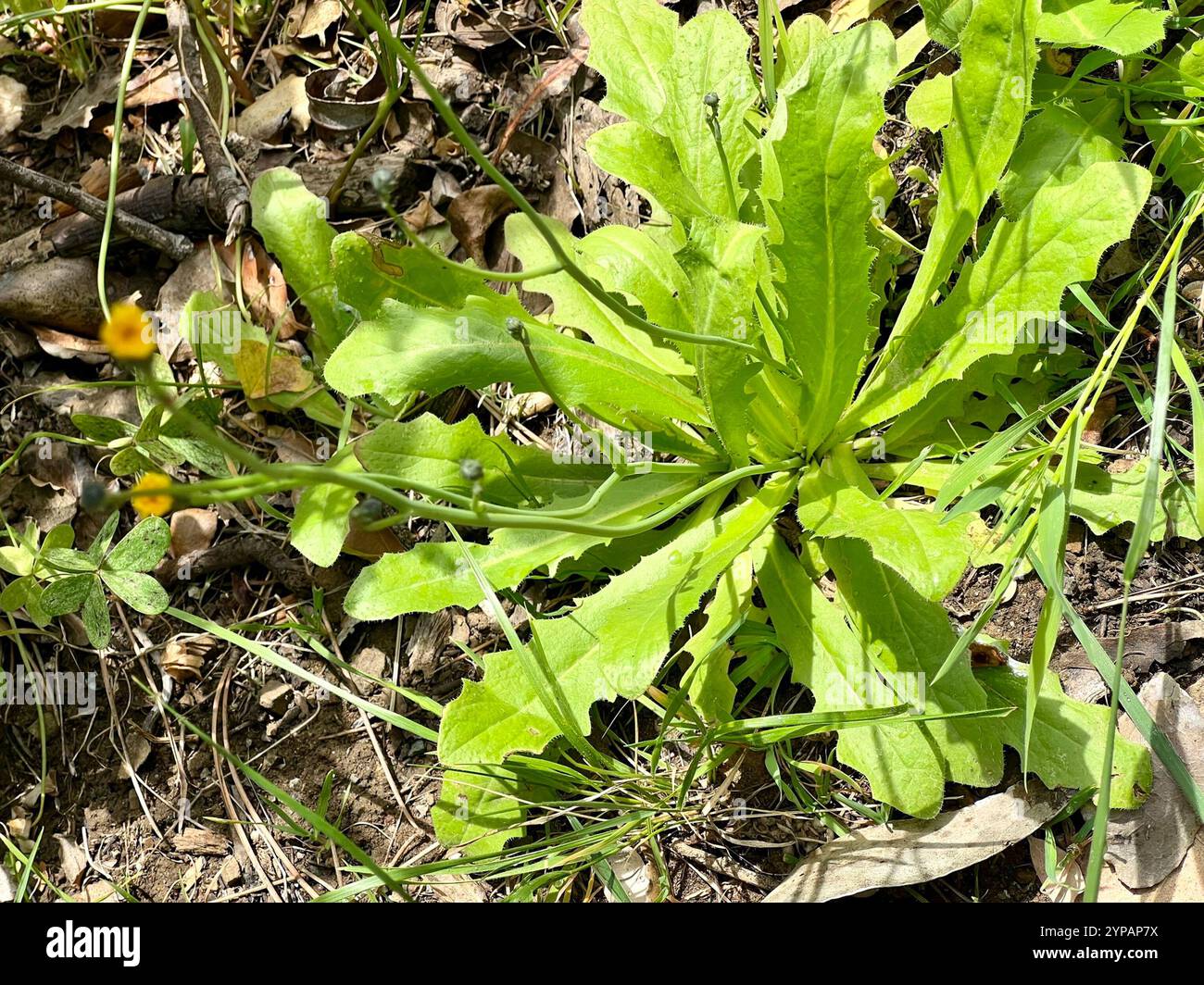 Smooth Cat's Ear (Hypochaeris glabra Stock Photo - Alamy