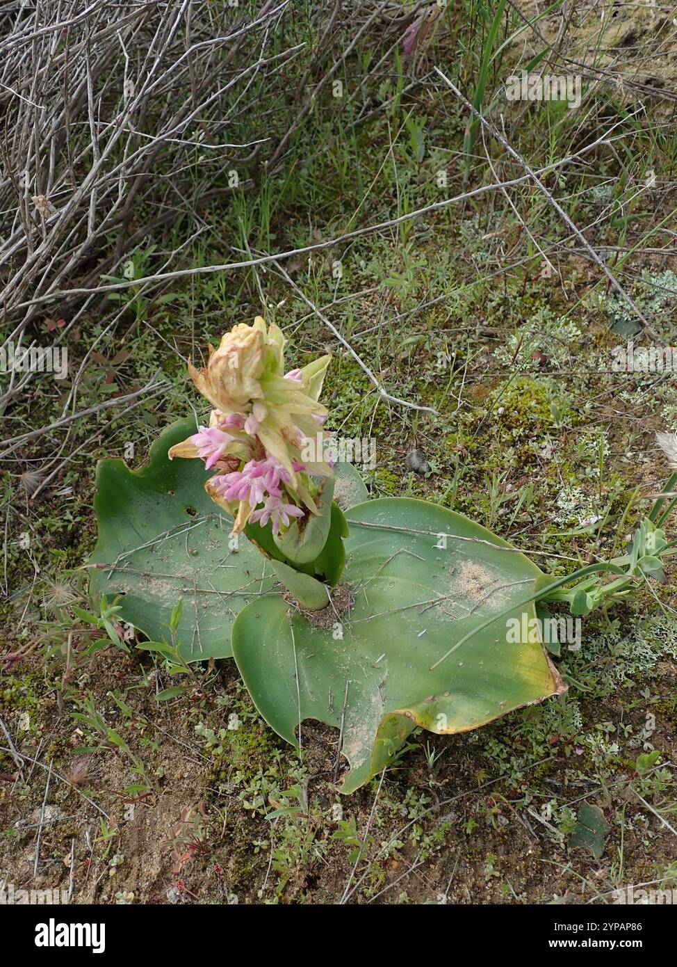 Small Pink Satyre (Satyrium erectum Stock Photo - Alamy