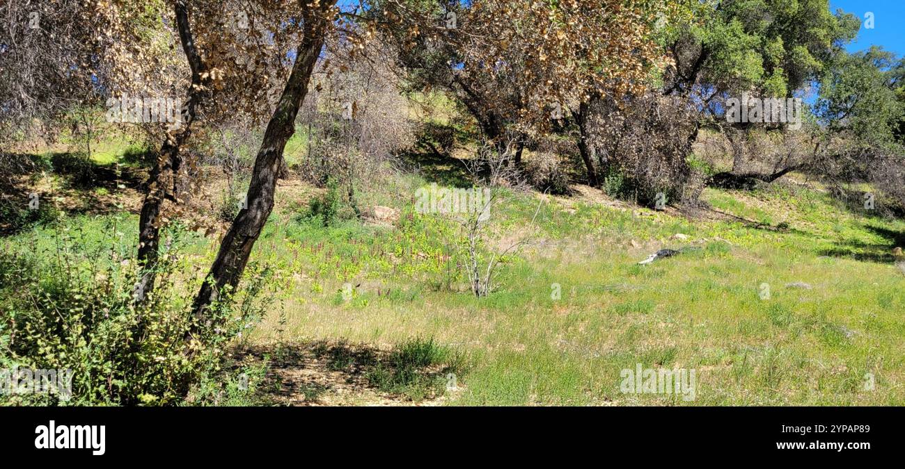 Hummingbird Sage (Salvia spathacea Stock Photo - Alamy