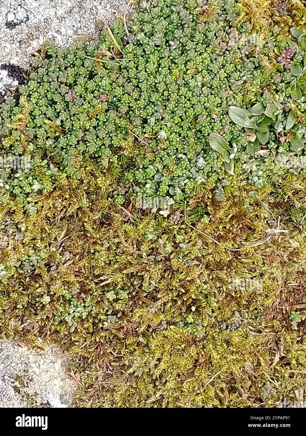 English Stonecrop (Sedum anglicum Stock Photo - Alamy