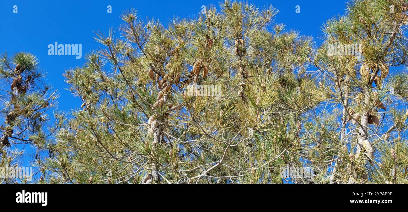 knobcone pine (Pinus attenuata Stock Photo - Alamy