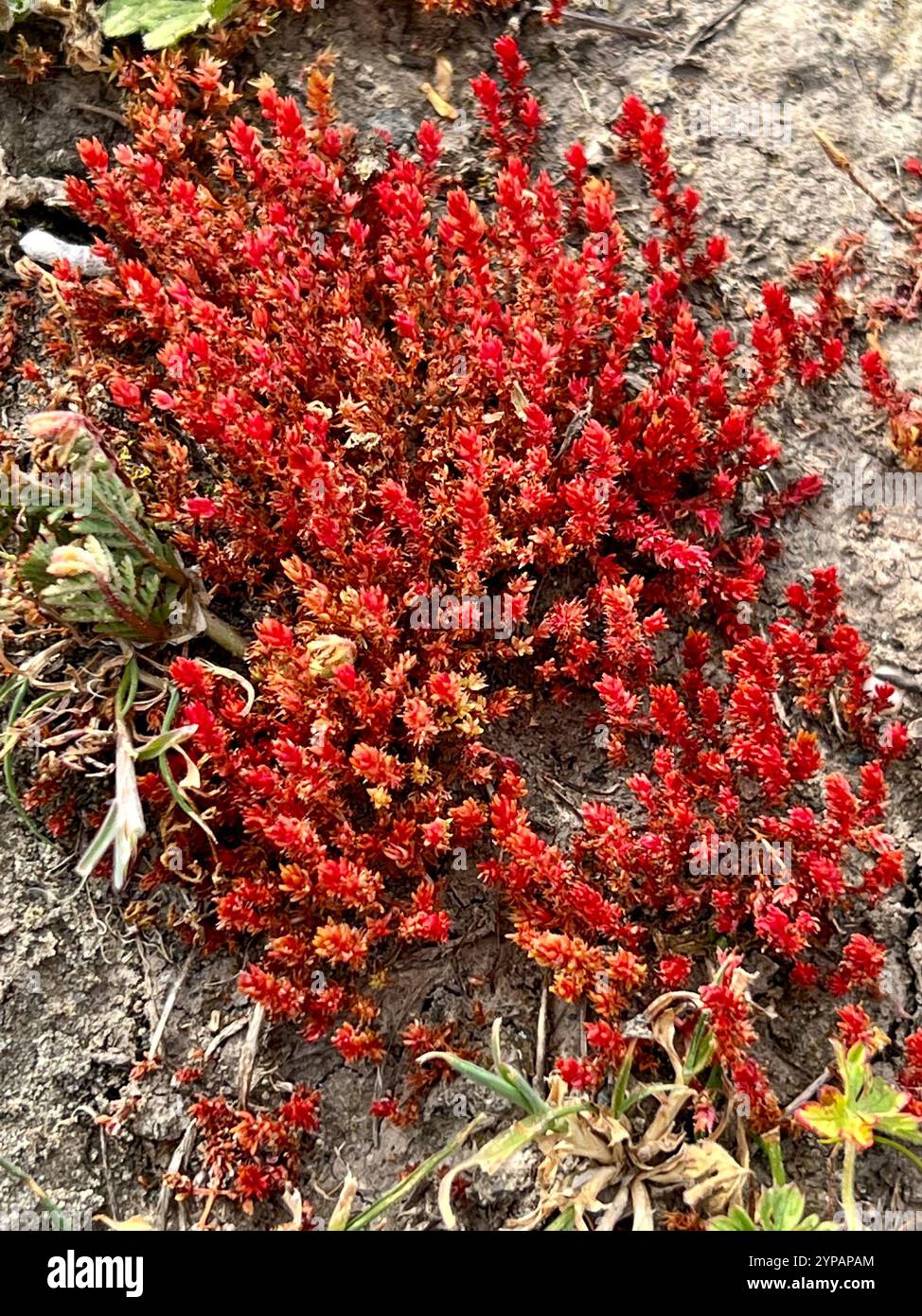 sand pygmyweed (Crassula connata Stock Photo - Alamy