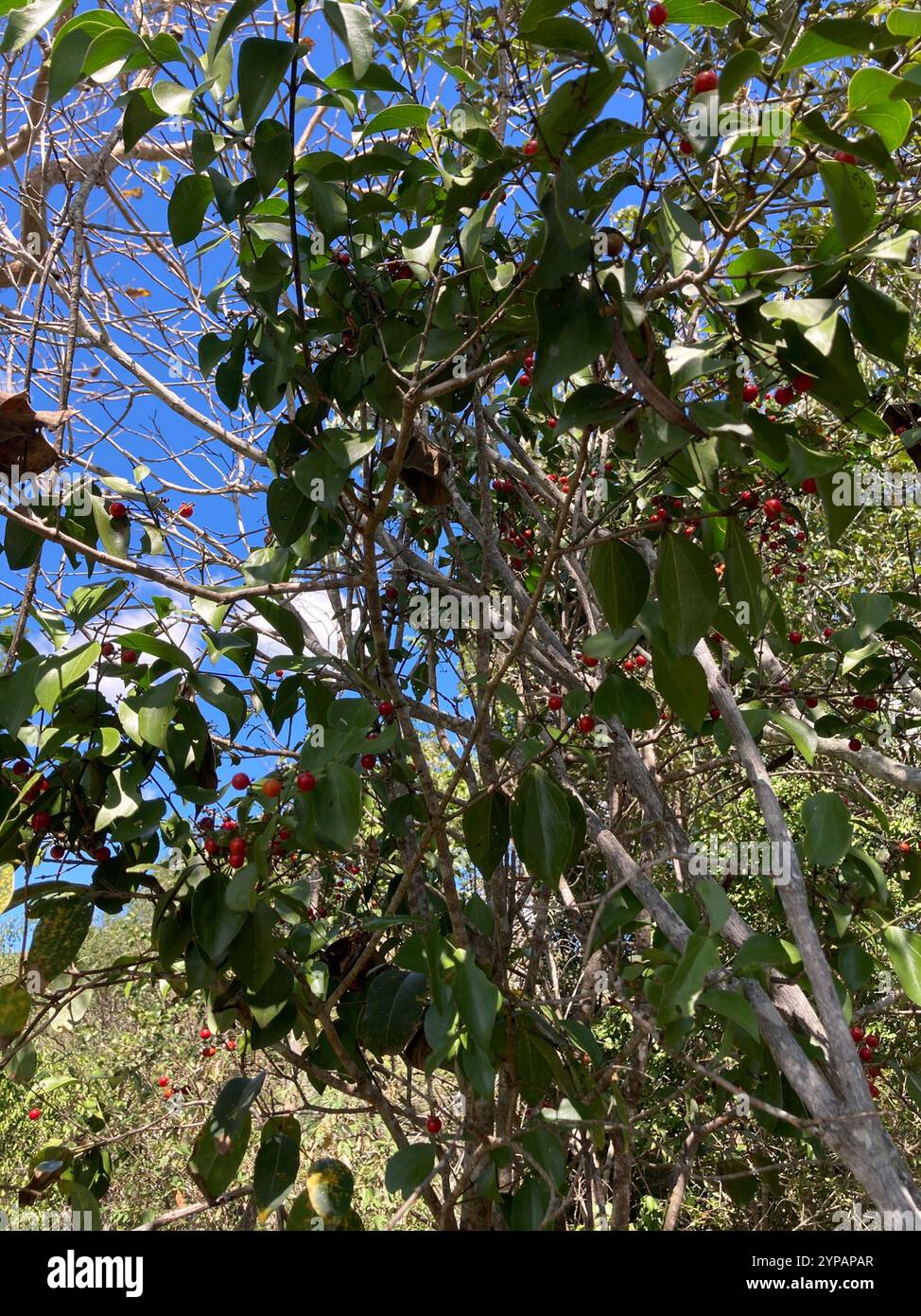 Strychnine tree hi-res stock photography and images - Alamy