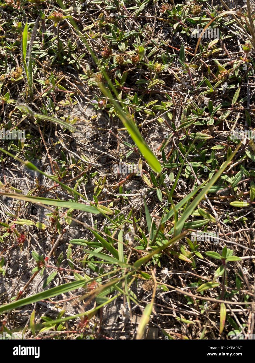 Gophertail Lovegrass (Eragrostis ciliaris Stock Photo - Alamy