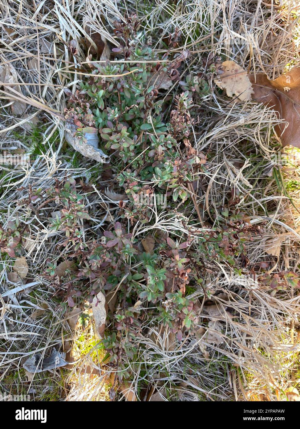 low St. John's wort (Hypericum stragulum Stock Photo - Alamy