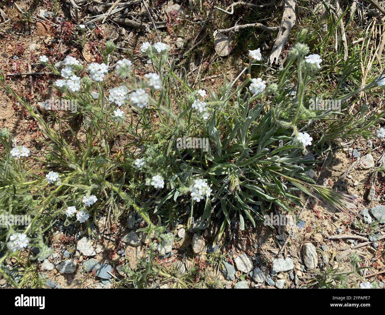 Clearwater cryptantha (Cryptantha intermedia Stock Photo - Alamy