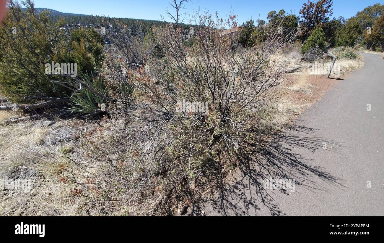 fernbush (Chamaebatiaria millefolium Stock Photo - Alamy