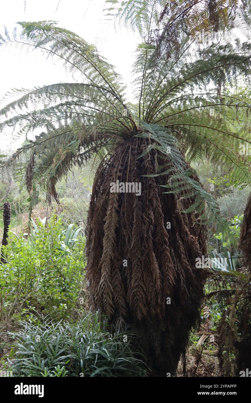 Dicksonia fibrosa hi-res stock photography and images - Alamy