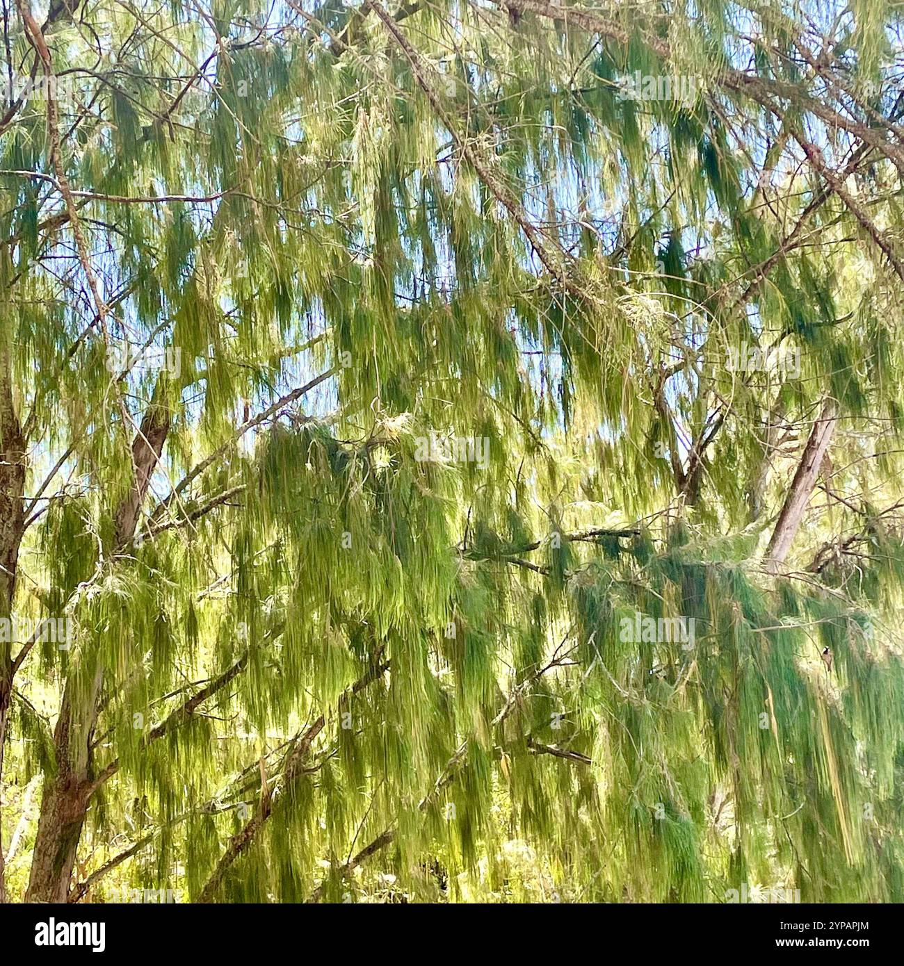 Beach Sheoak (Casuarina equisetifolia Stock Photo - Alamy