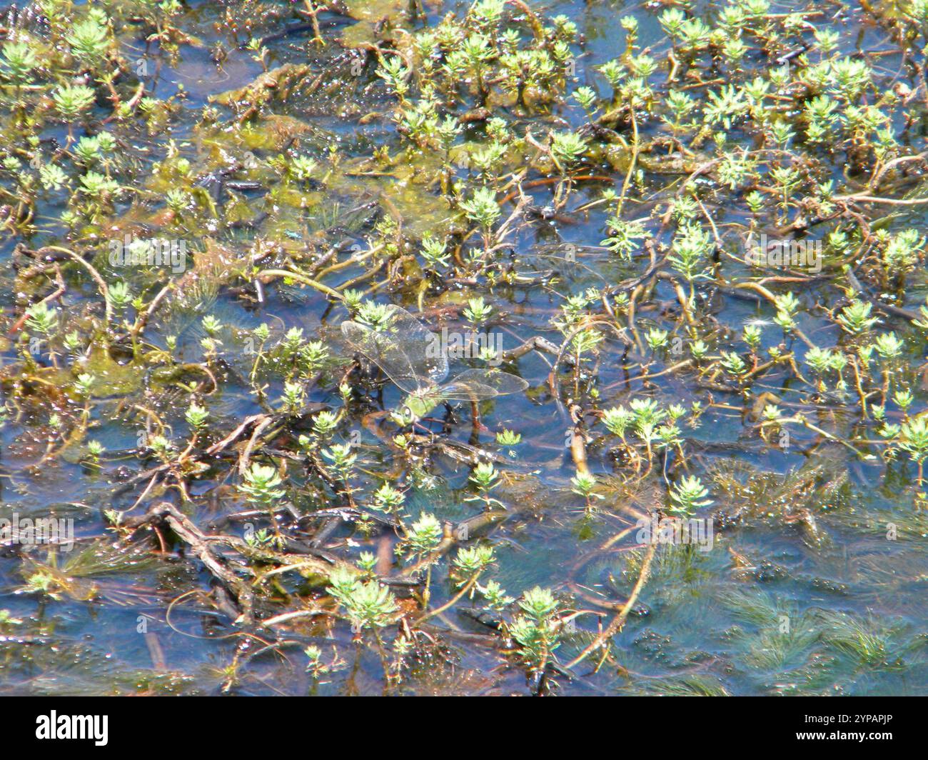Blue Emperor (Anax imperator Stock Photo - Alamy
