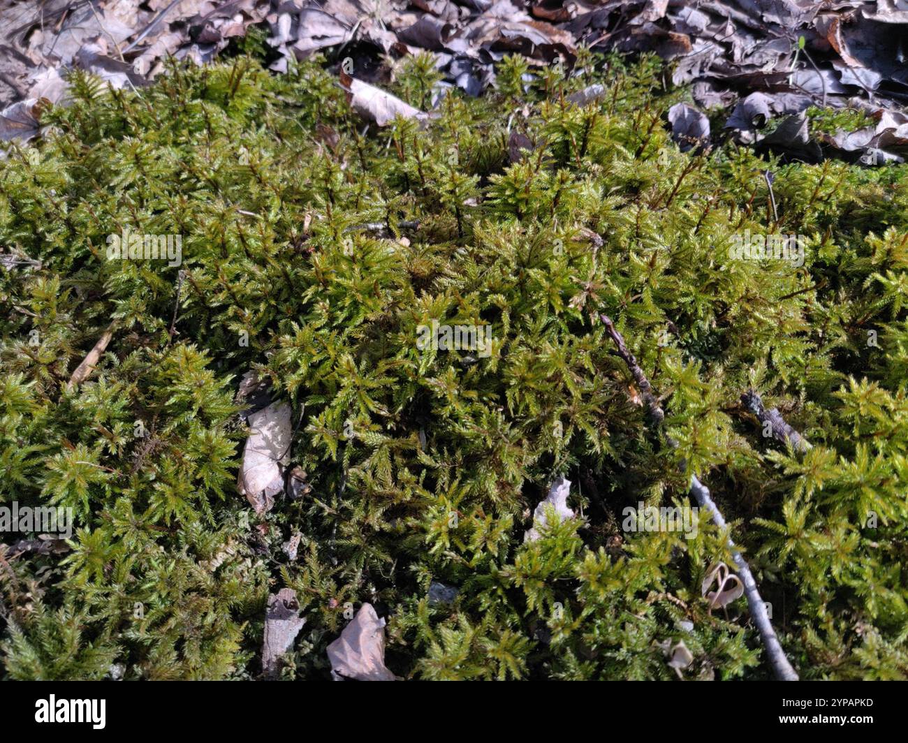 Climacium hi-res stock photography and images - Alamy