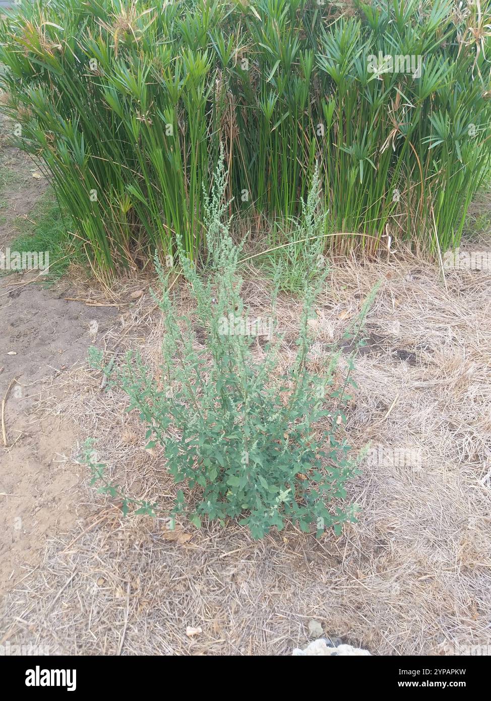 Common Lambsquarters (Chenopodium album Stock Photo - Alamy