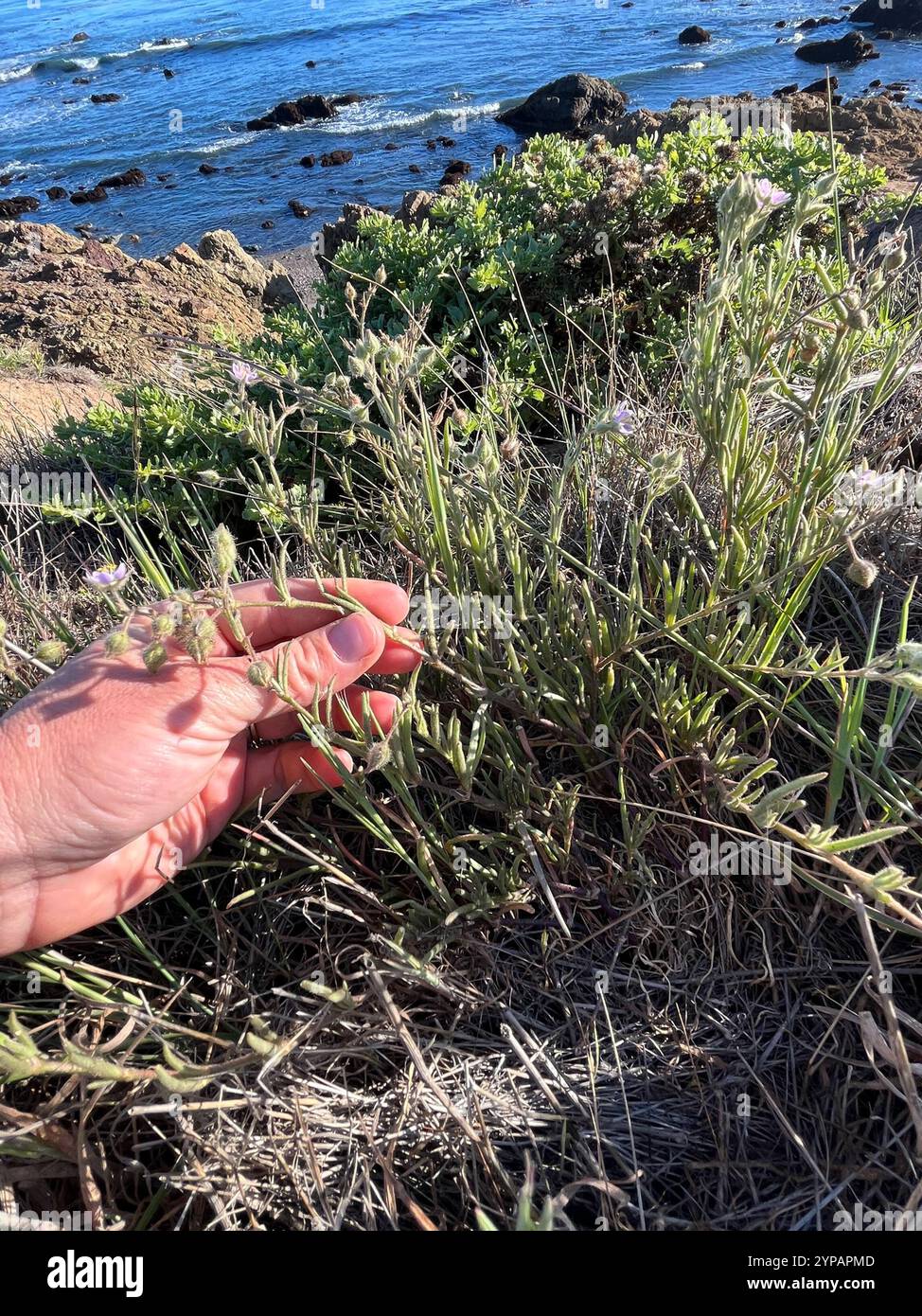 Saltmarsh Sand Spurry (Spergularia marina Stock Photo - Alamy