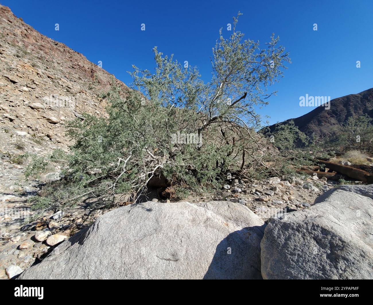 desert ironwood (Olneya tesota Stock Photo - Alamy