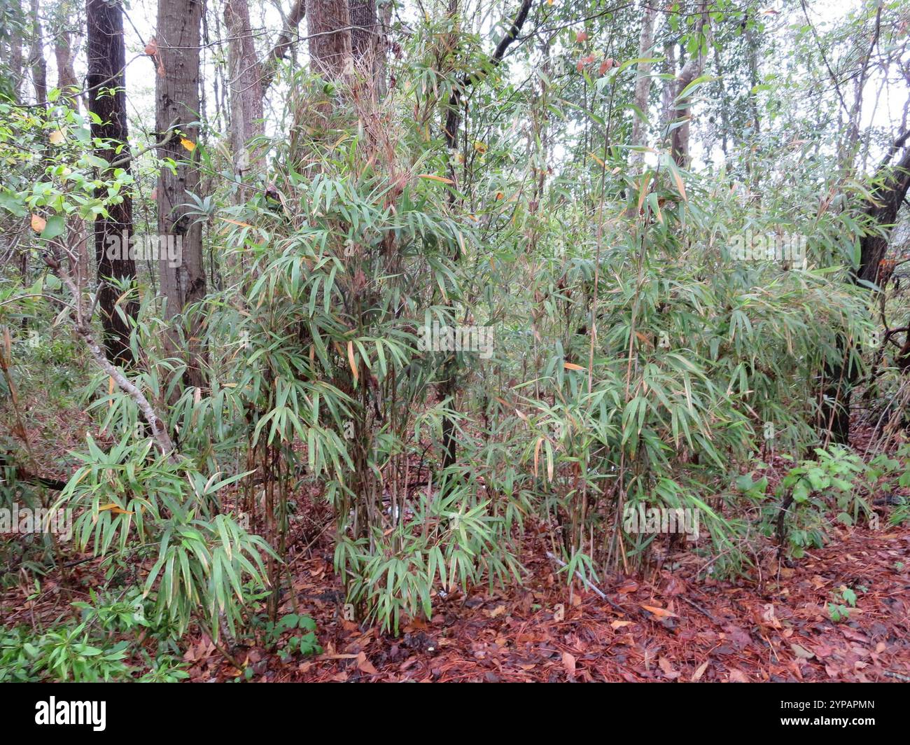 switch cane (Arundinaria tecta Stock Photo - Alamy