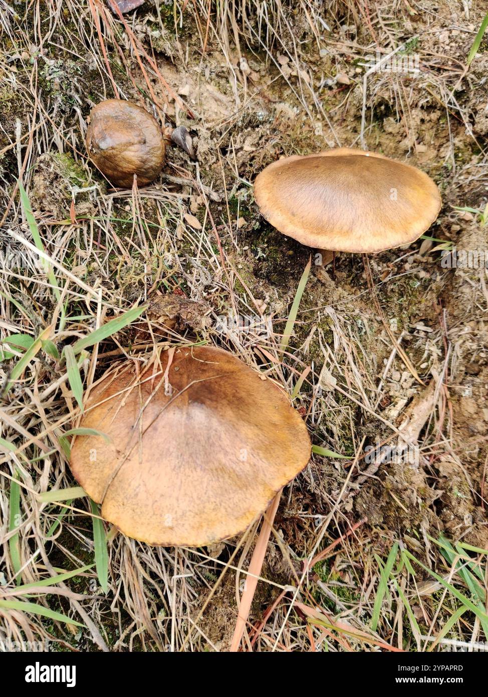Purple-veiled Slippery Jack (Suillus luteus Stock Photo - Alamy