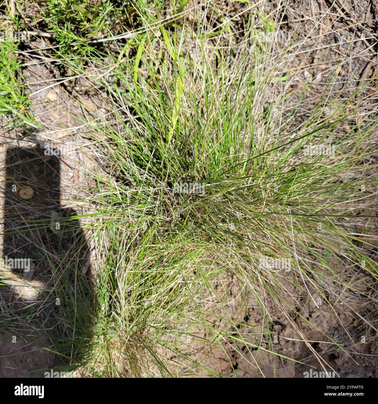 deergrass (Muhlenbergia rigens Stock Photo - Alamy