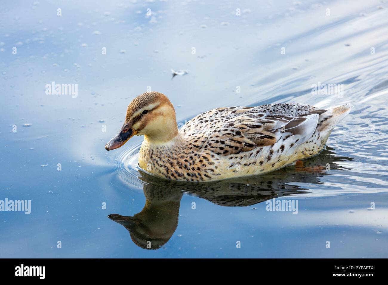 Leucistic animals hi-res stock photography and images - Alamy
