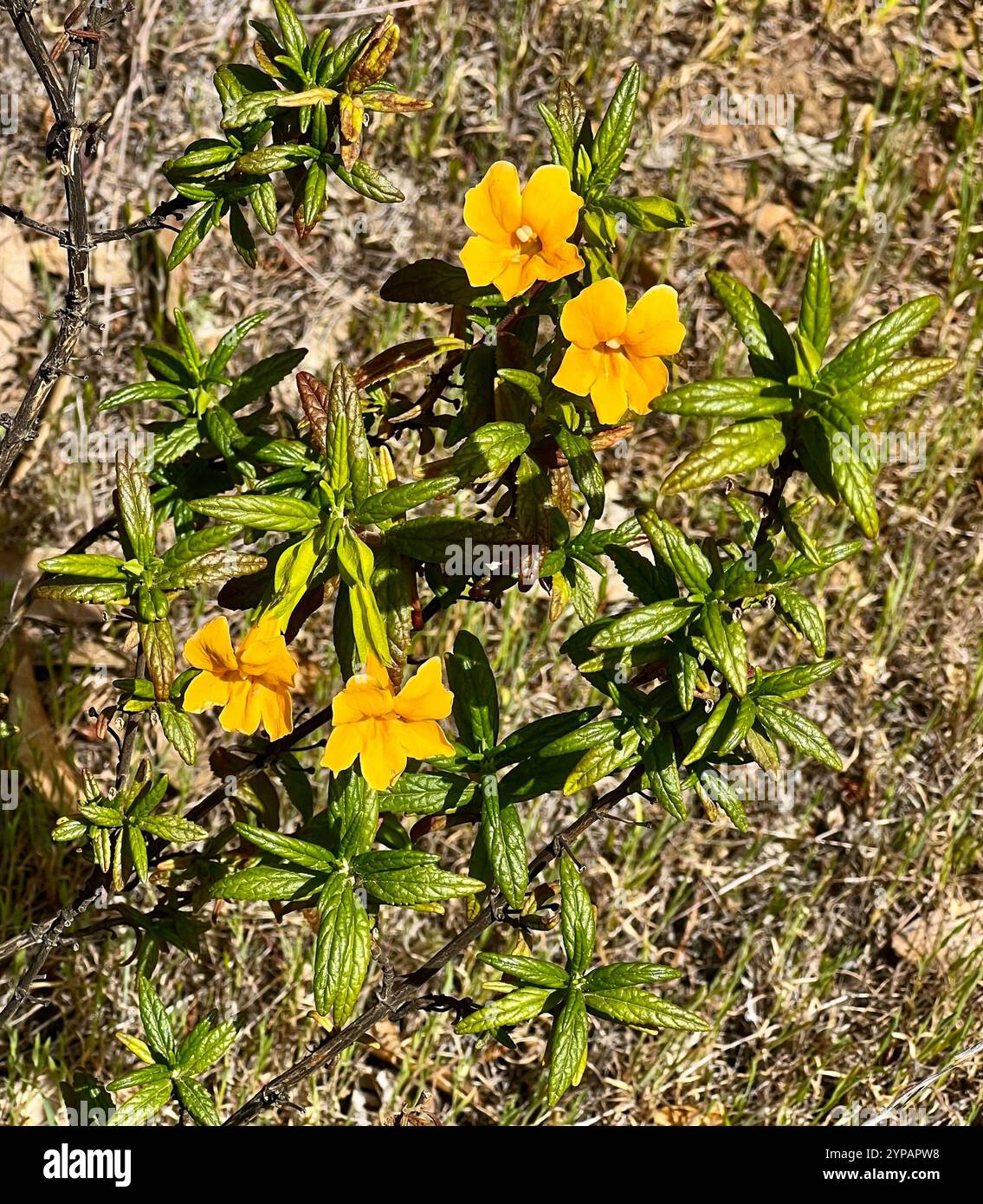 orange bush monkeyflower (Diplacus aurantiacus Stock Photo - Alamy