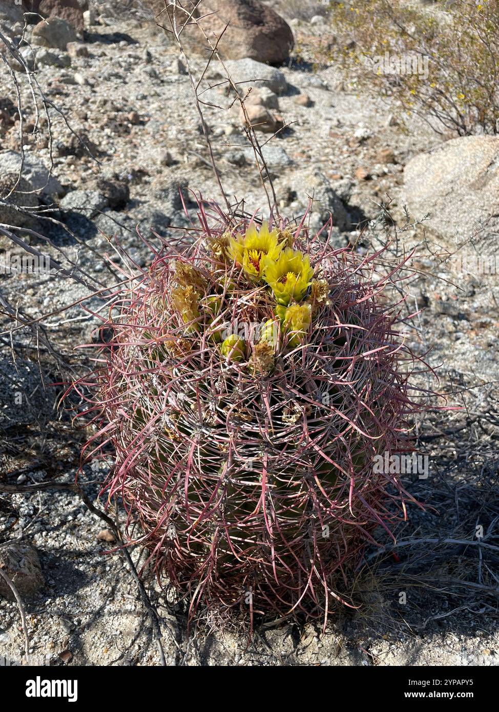 California Barrel Cactus (Ferocactus cylindraceus Stock Photo - Alamy