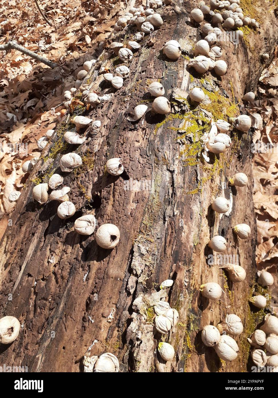 Pear-shaped Puffball (Apioperdon pyriforme Stock Photo - Alamy