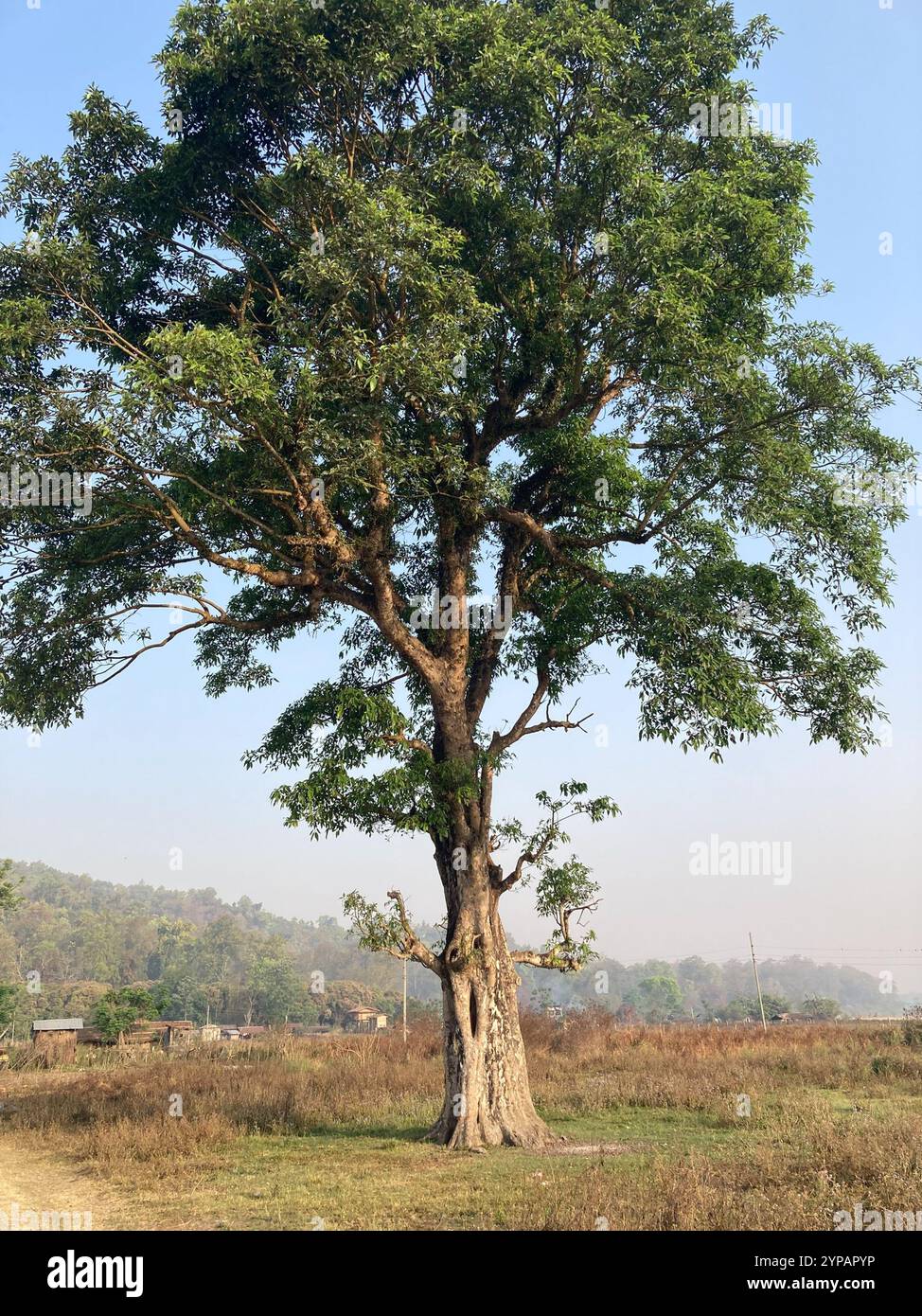 Cluster Fig (Ficus racemosa Stock Photo - Alamy
