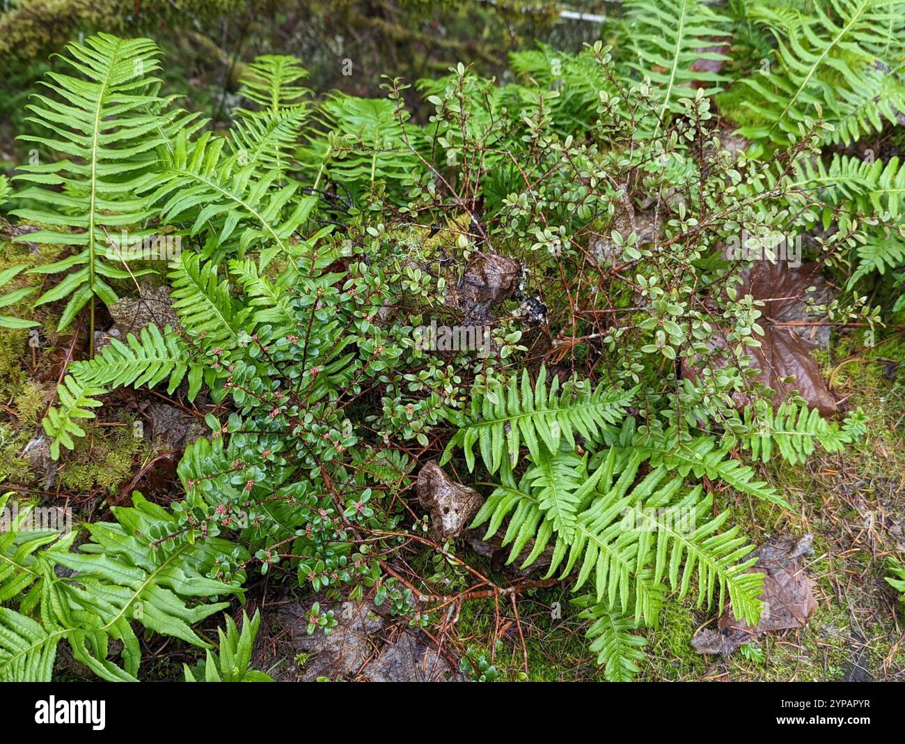 Oregon Boxwood (Paxistima myrsinites Stock Photo - Alamy