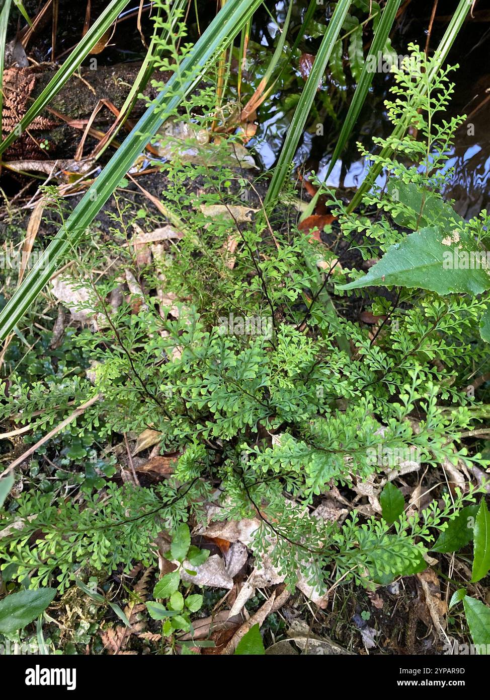 Lindsaea viridis hi-res stock photography and images - Alamy
