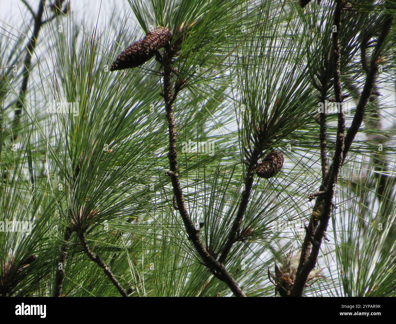 Hispaniolan pine (Pinus occidentalis Stock Photo - Alamy