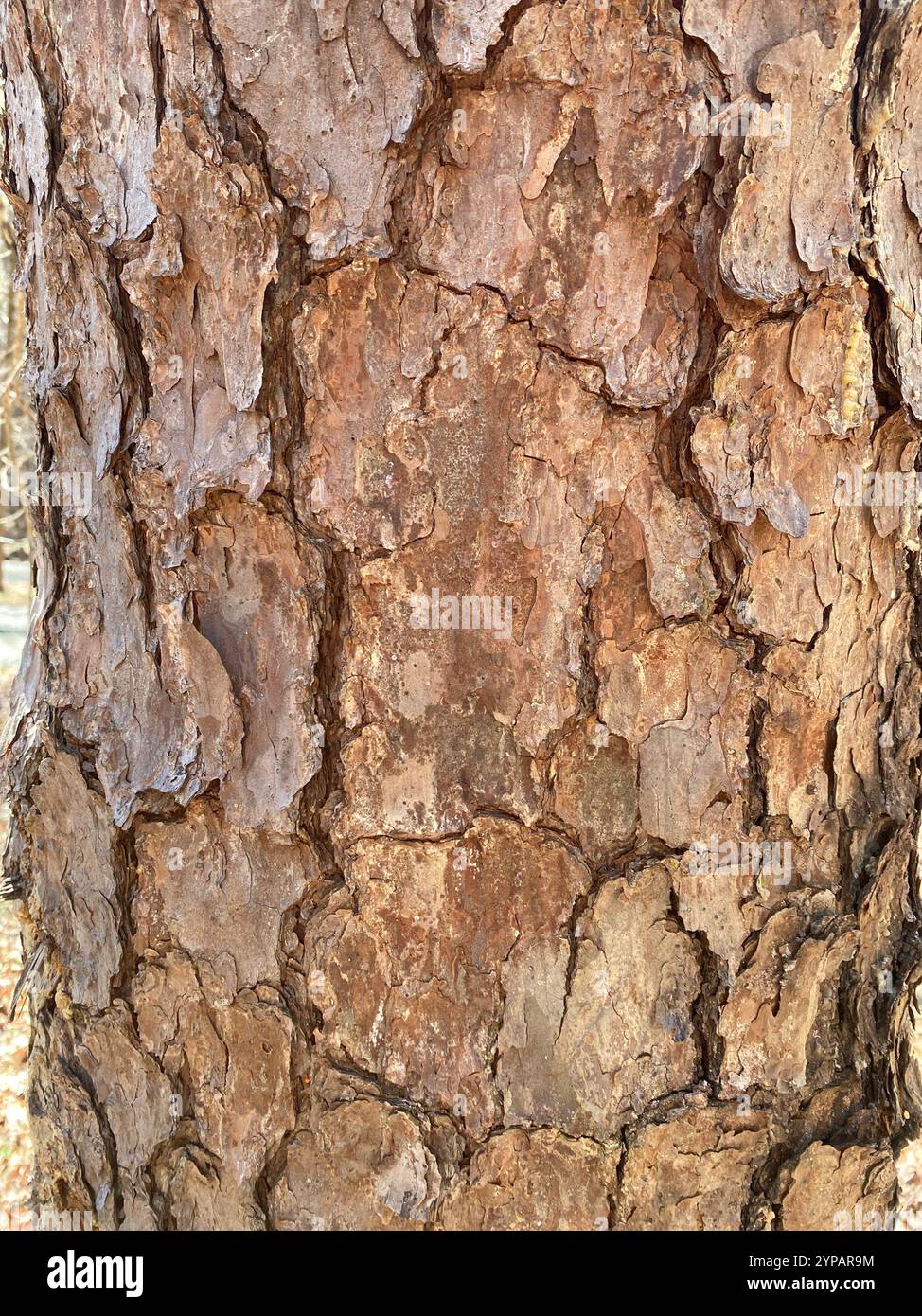 shortleaf pine (Pinus echinata Stock Photo - Alamy