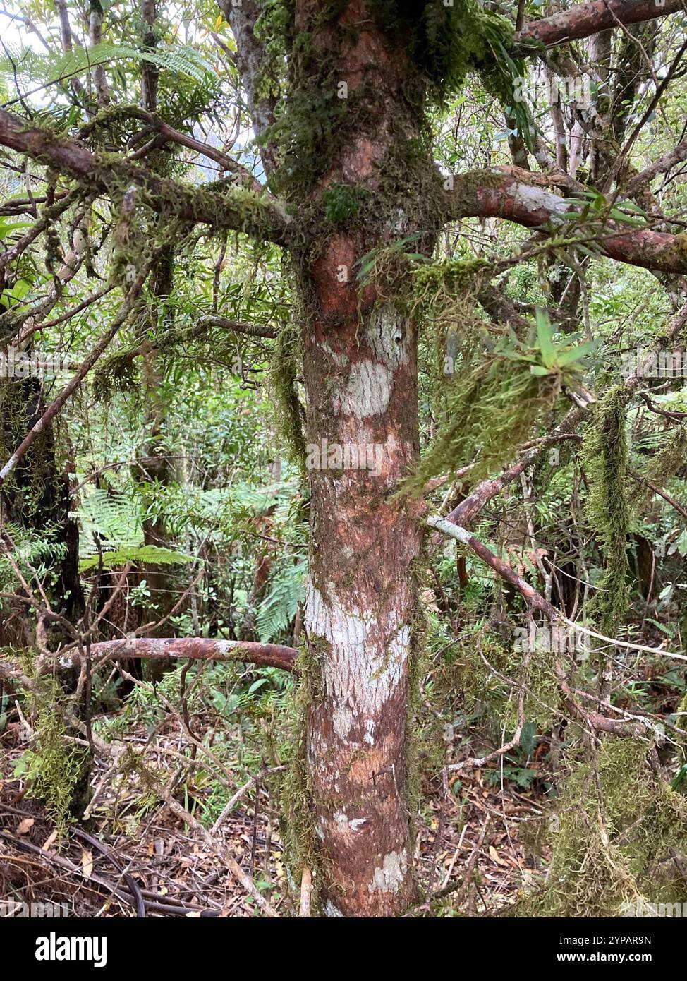 Hall's totara (Podocarpus laetus Stock Photo - Alamy