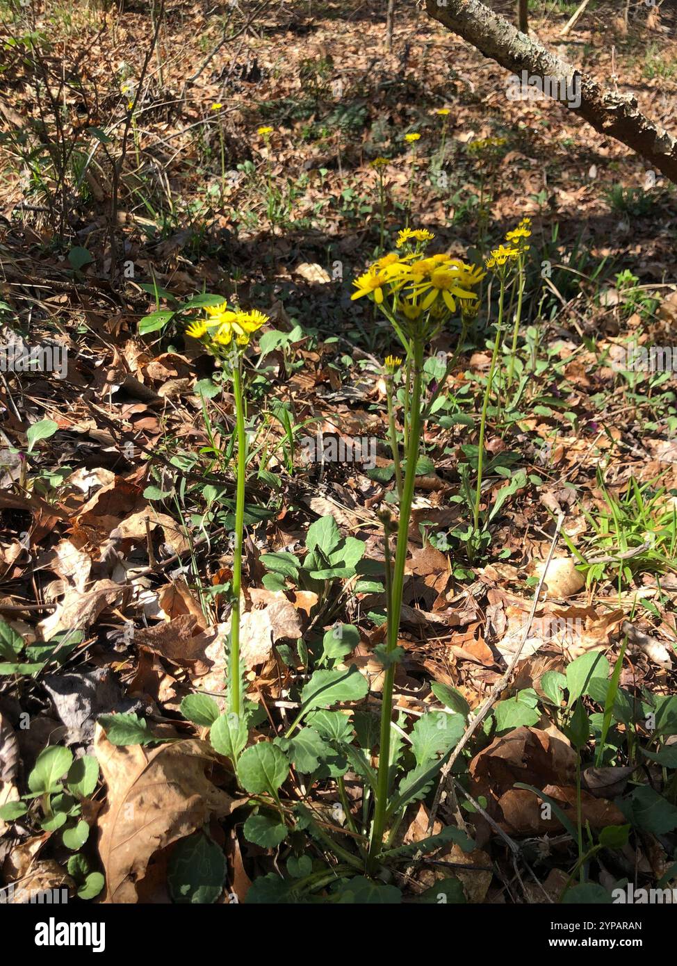 roundleaf ragwort (Packera obovata Stock Photo - Alamy