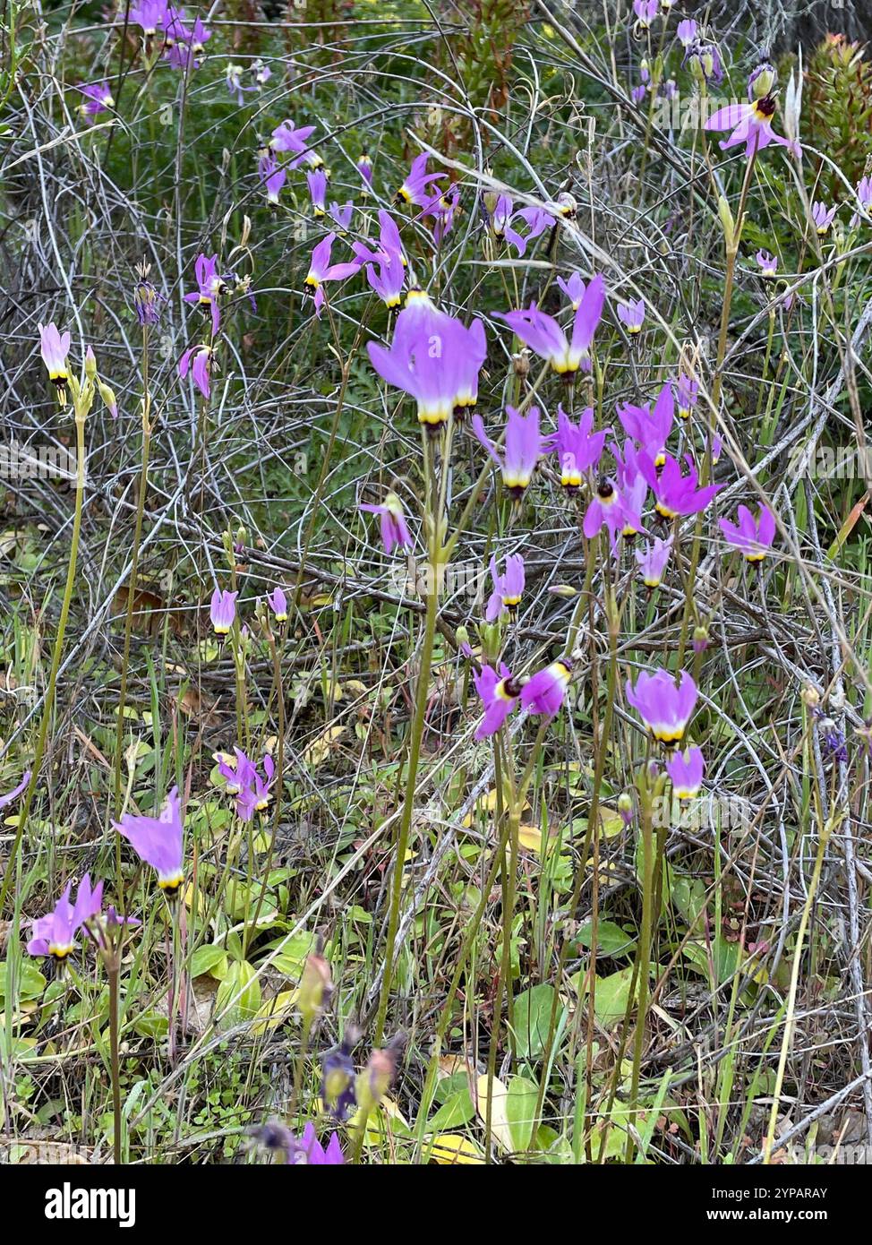 Padre's Shooting Star (Primula clevelandii Stock Photo - Alamy
