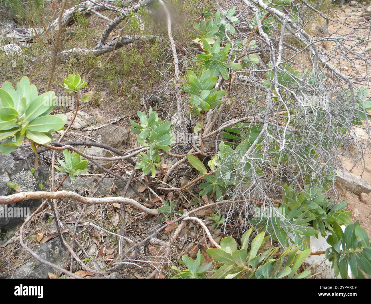 Wagon Tree (Protea nitida Stock Photo - Alamy