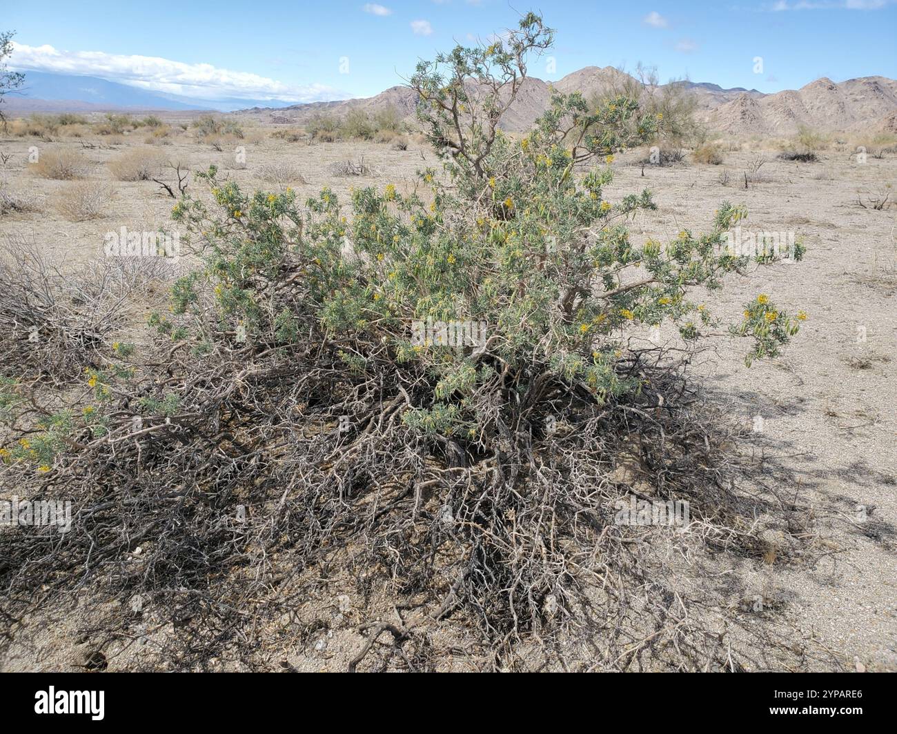 Bladderpod (Cleomella arborea Stock Photo - Alamy