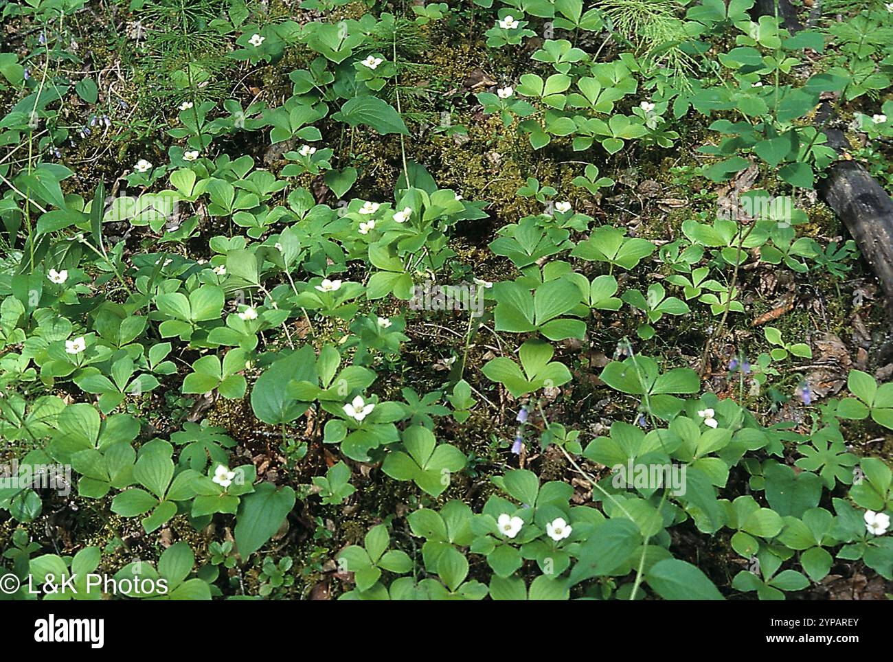 Canadian bunchberry (Cornus canadensis Stock Photo - Alamy
