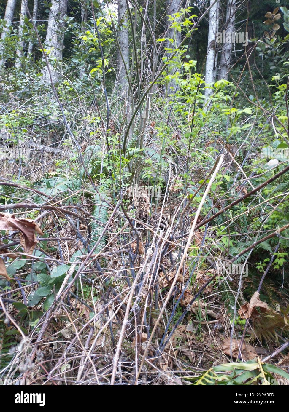 whitebark raspberry (Rubus leucodermis Stock Photo - Alamy