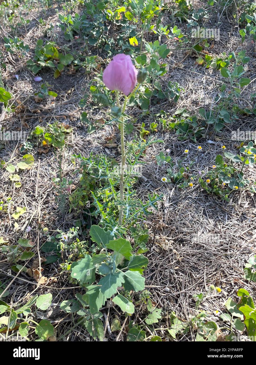 Red Pricklypoppy (Argemone sanguinea Stock Photo - Alamy