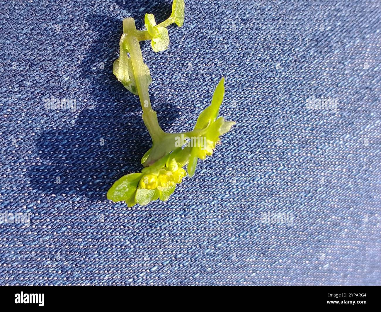 Opposite-leaved Golden-saxifrage (Chrysosplenium oppositifolium Stock ...