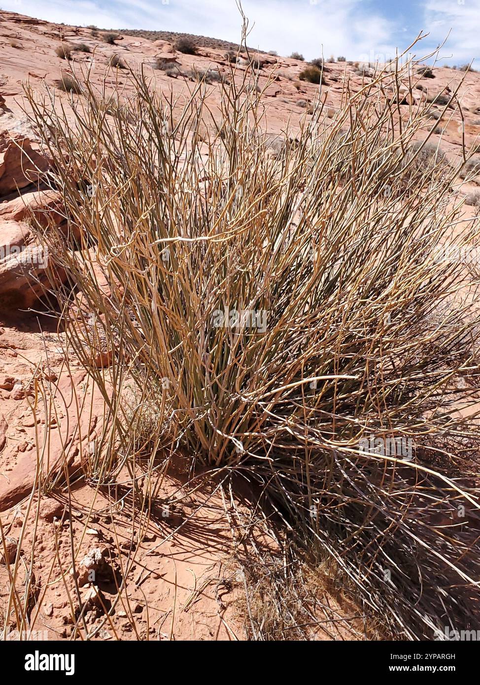 rush milkweed (Asclepias subulata Stock Photo - Alamy