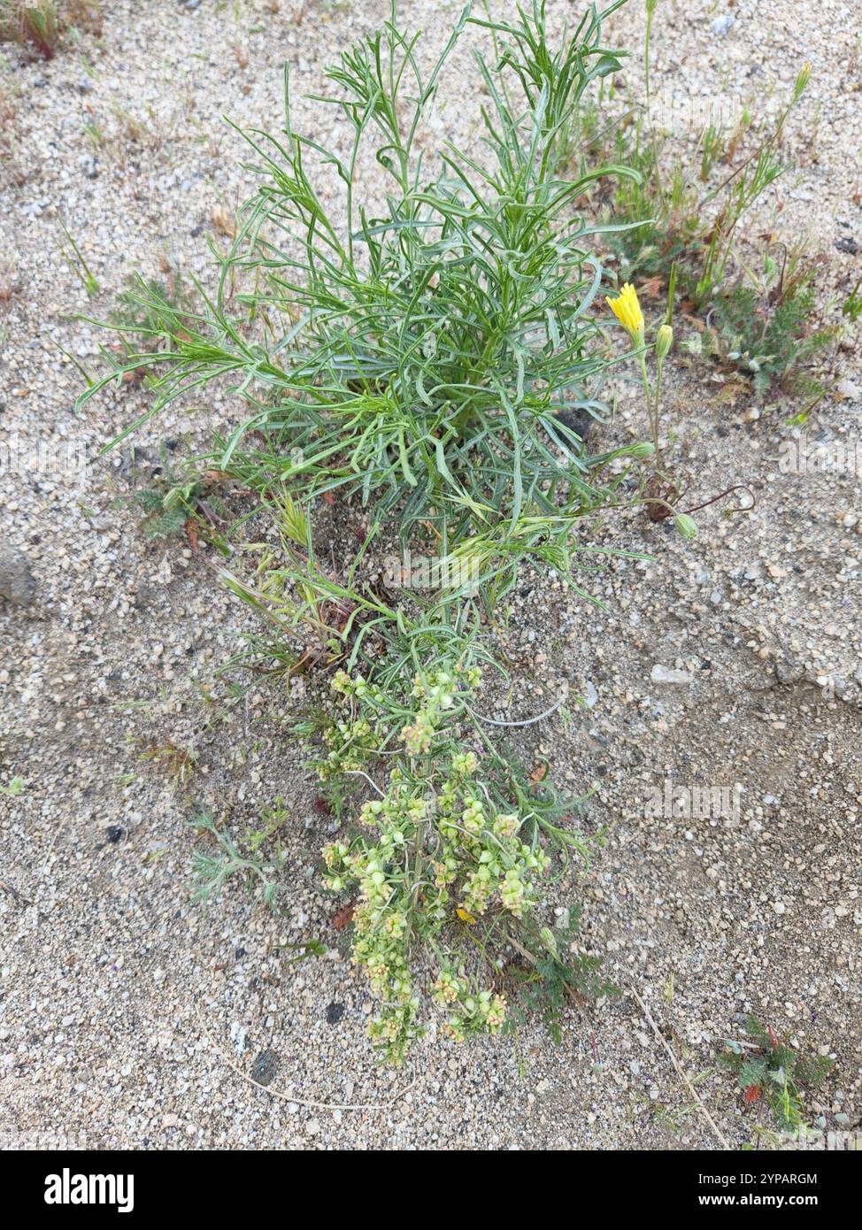 Cheesebush (Ambrosia salsola Stock Photo - Alamy