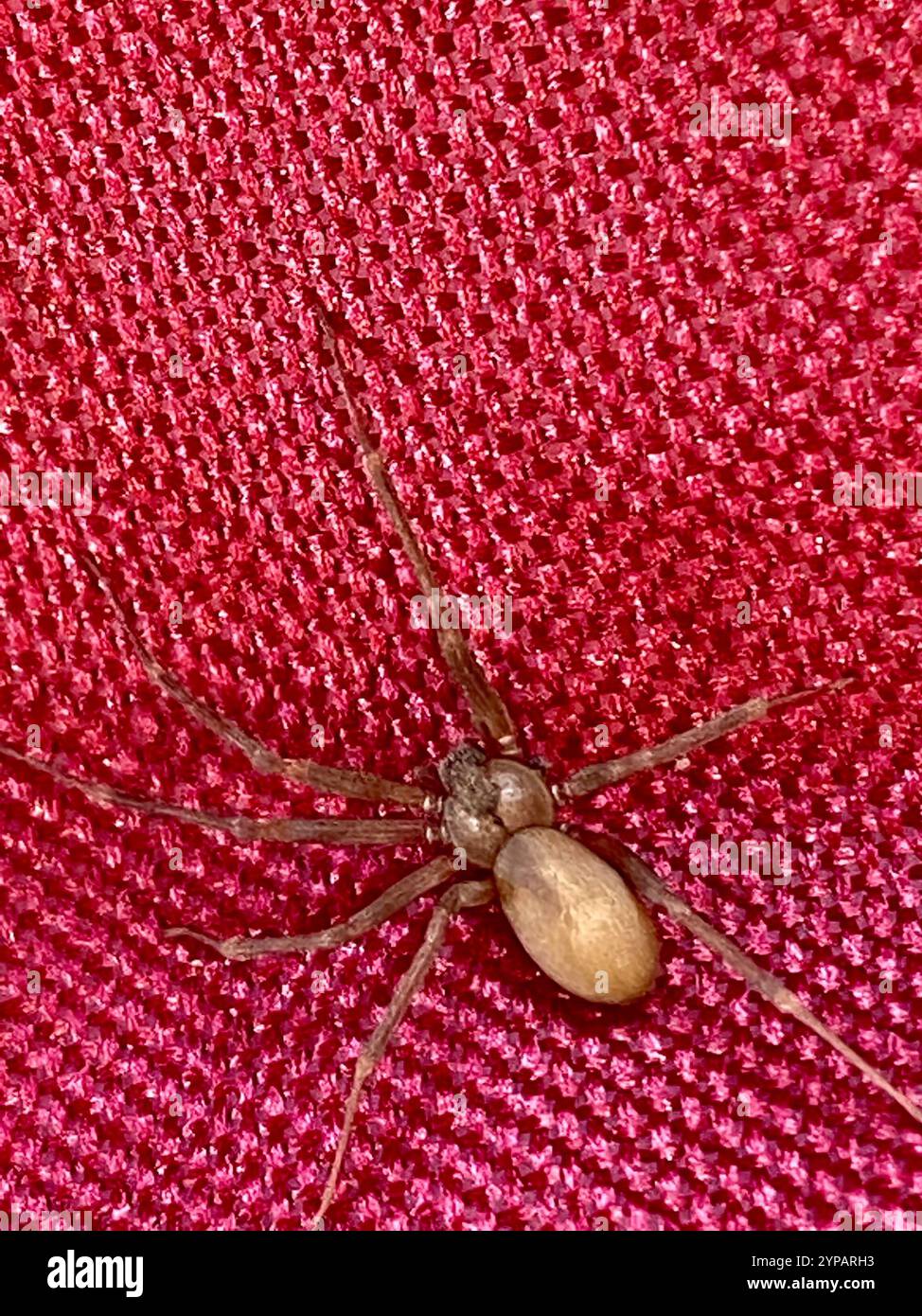 Brown Recluse (Loxosceles reclusa Stock Photo - Alamy