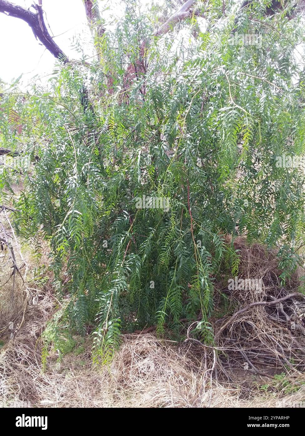 Peruvian Pepper Tree (Schinus molle Stock Photo - Alamy