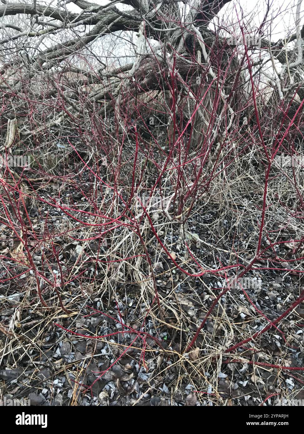 red osier dogwood (Cornus sericea Stock Photo - Alamy